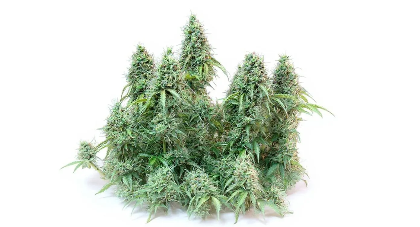 Amnesia Haze Strain: Effects, Benefits, THC, Grow & FAQs
