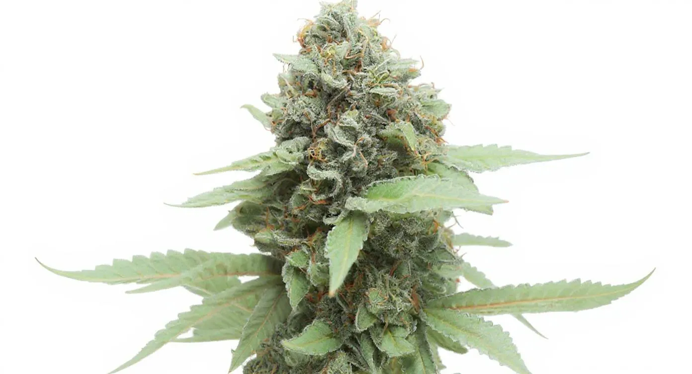 Animal Face Strain: Effects, Benefits, THC, Grow & FAQs