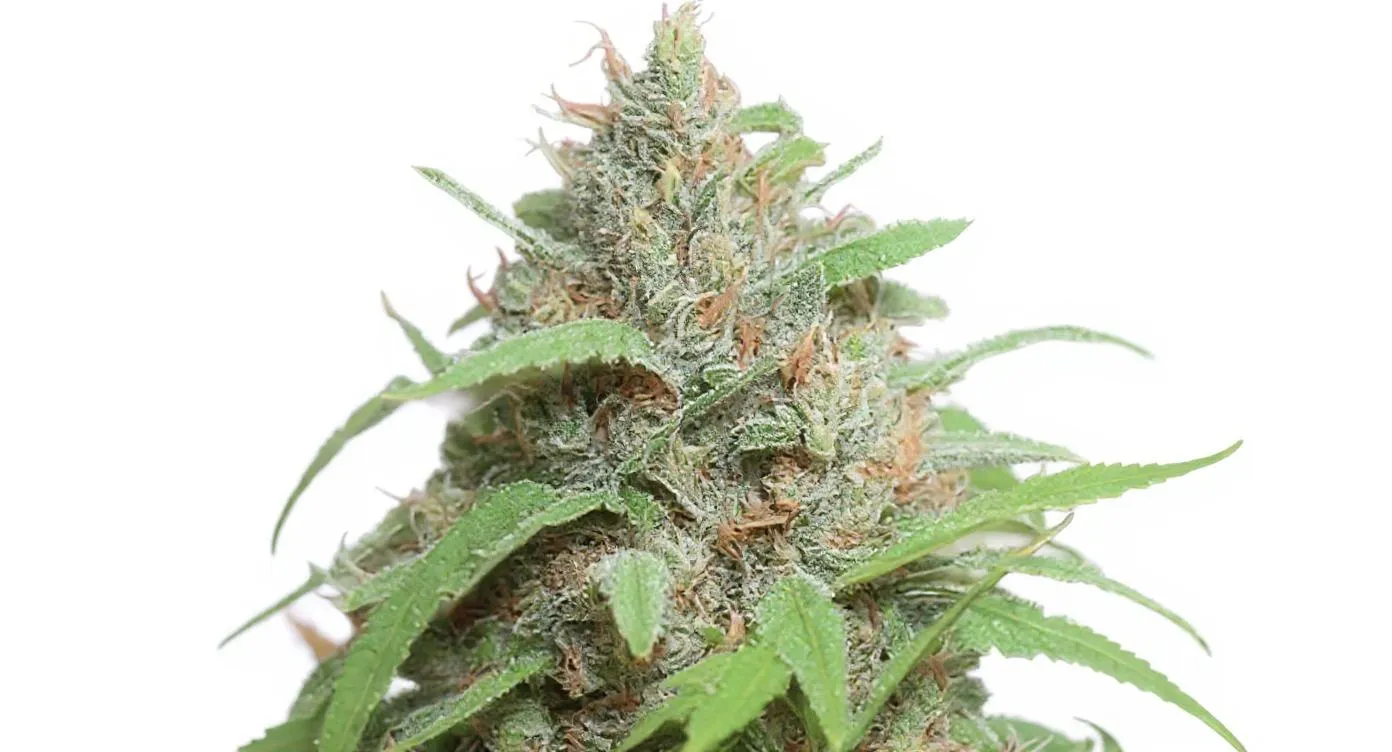 Grapefruit Strain: Effects, Benefits, THC, Grow & FAQs