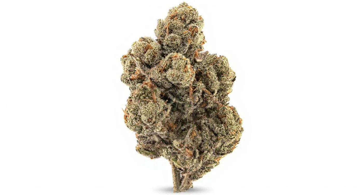 Jokerz Strain: Effects, Benefits, THC, Grow & FAQs