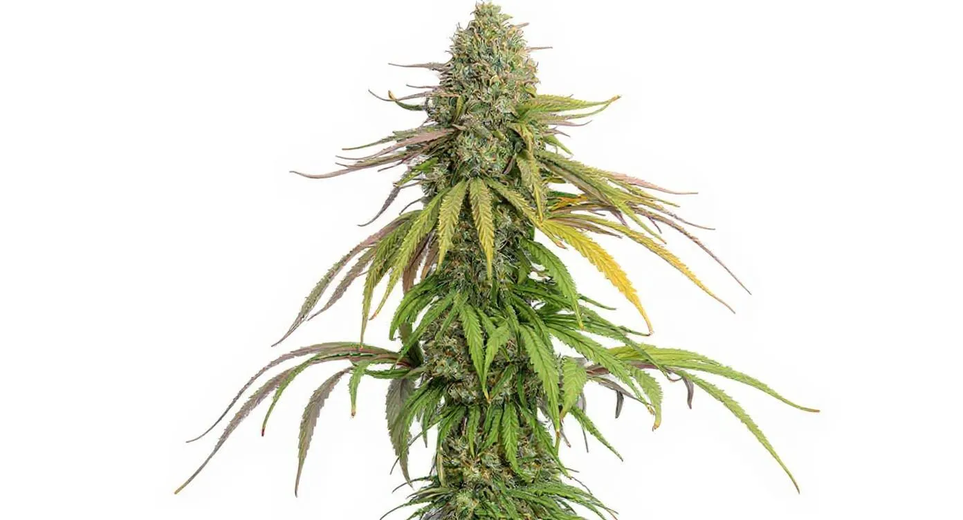 Larry Bird Strain: Effects, Benefits, THC, Grow & FAQs