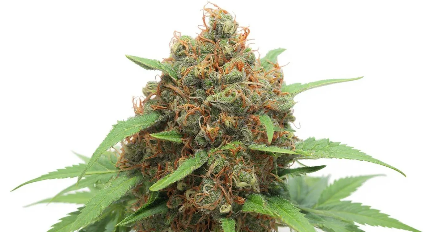 Orange Sherbert Strain: Effects, Benefits, THC, Grow & FAQs