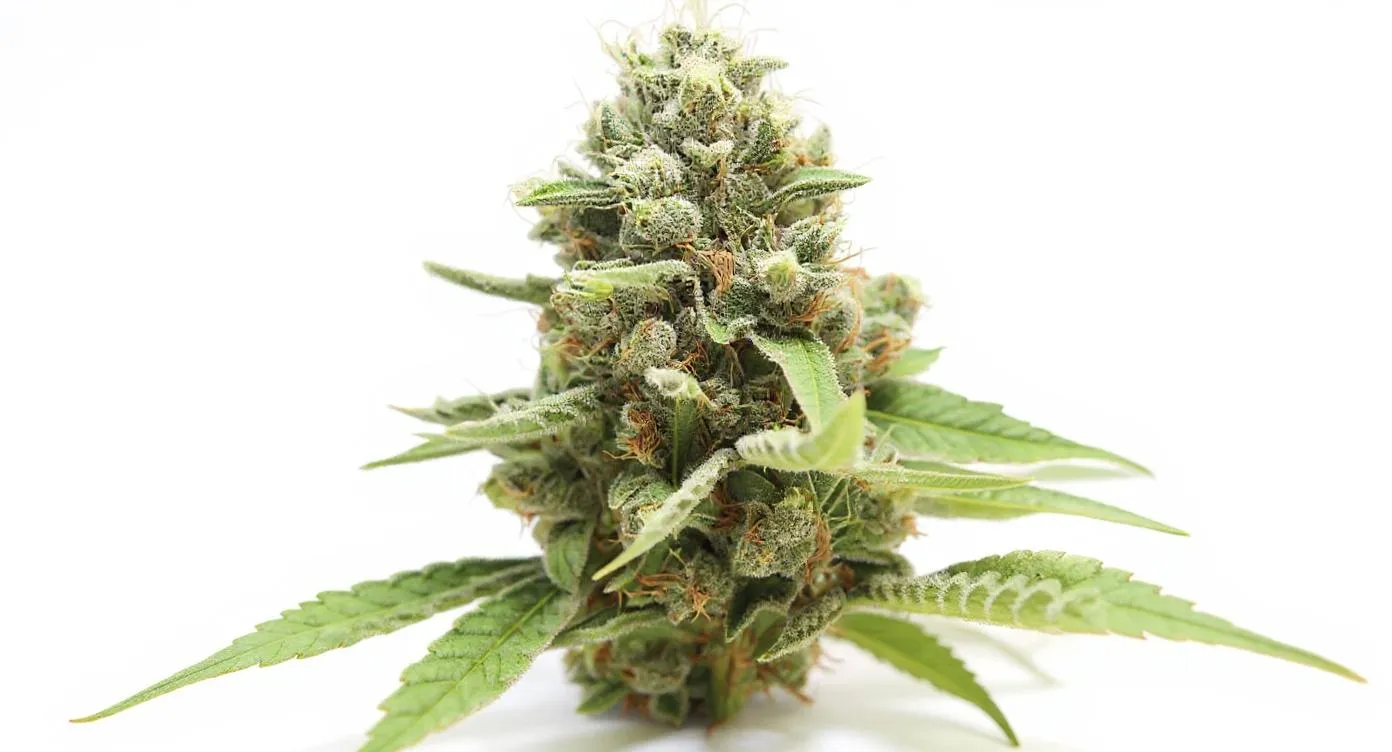 Star Killer Strain: Effects, Benefits, THC, Grow & FAQs