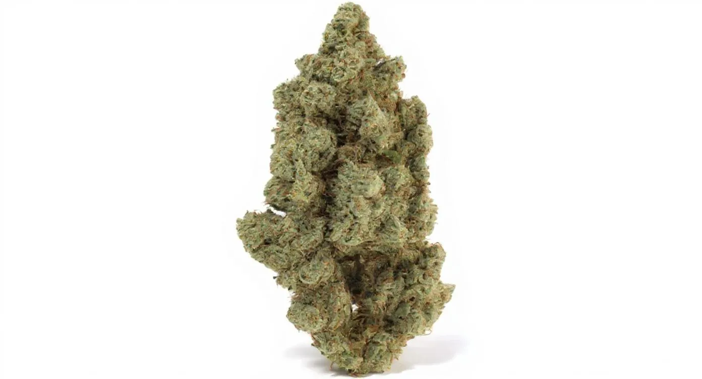 Venom OG Strain: Effects, Benefits, THC, Grow & FAQs