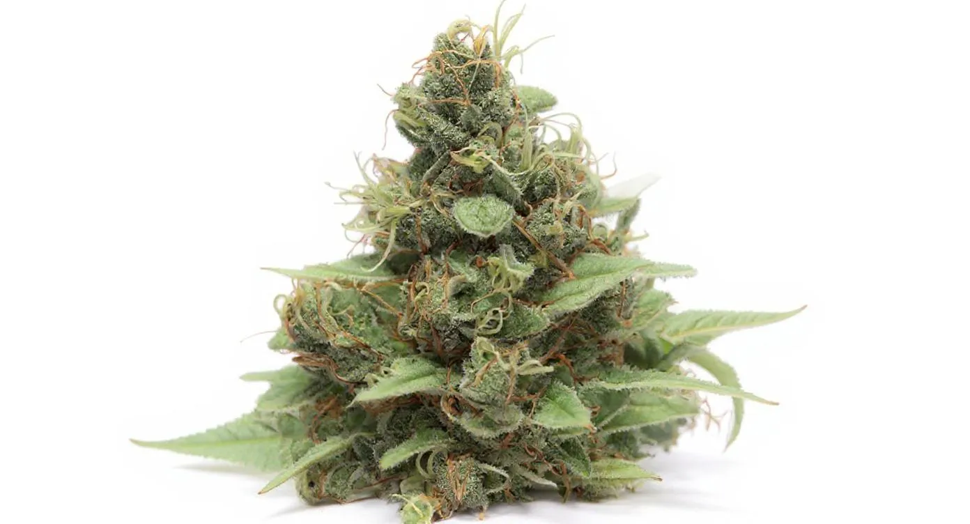 Watermelon Z Strain: Effects, Benefits, THC, Grow & FAQs