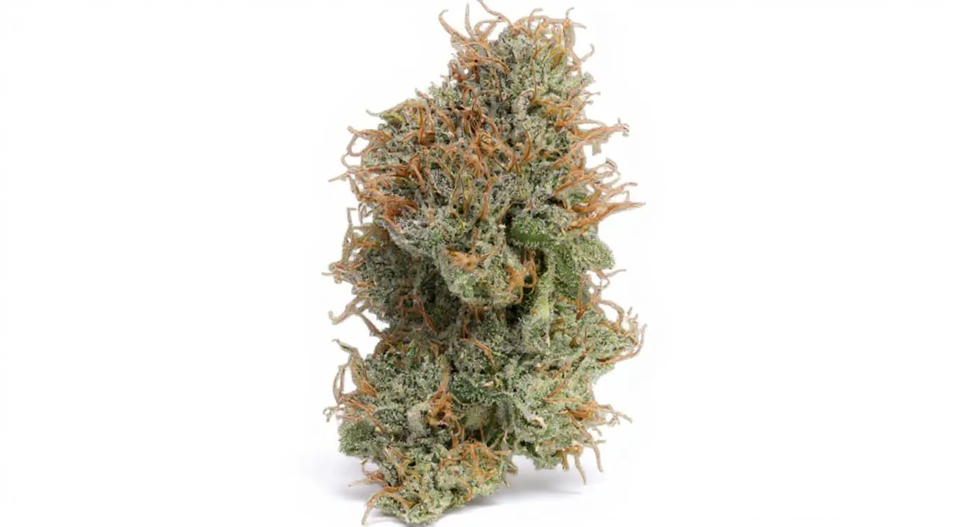 Zoap Strain: Effects, Benefits, THC, Grow & FAQs